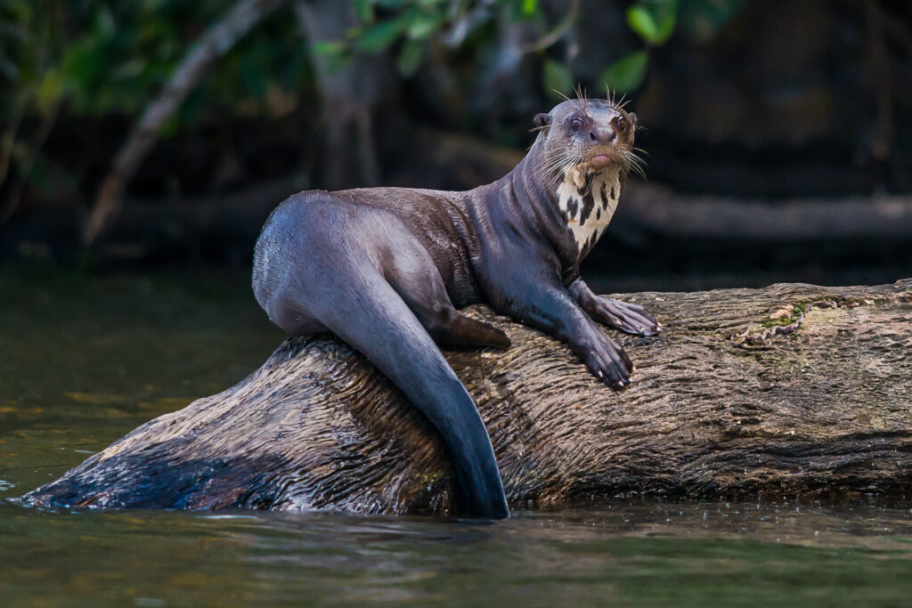 Peru: Lima, Rainforest and Machu Picchu - Enchanting Travels